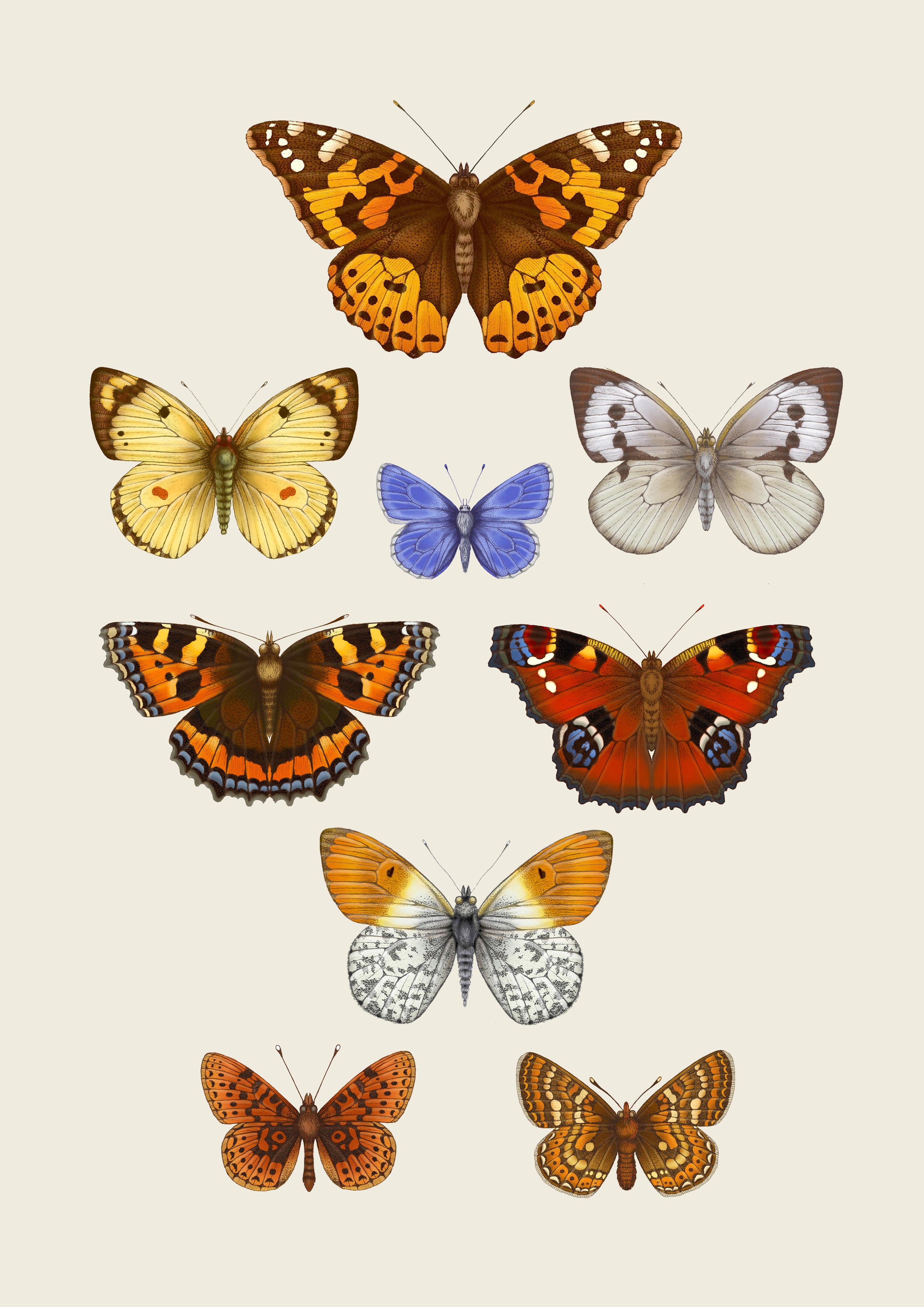 Antique British Butterflies VII' Fine Art Print