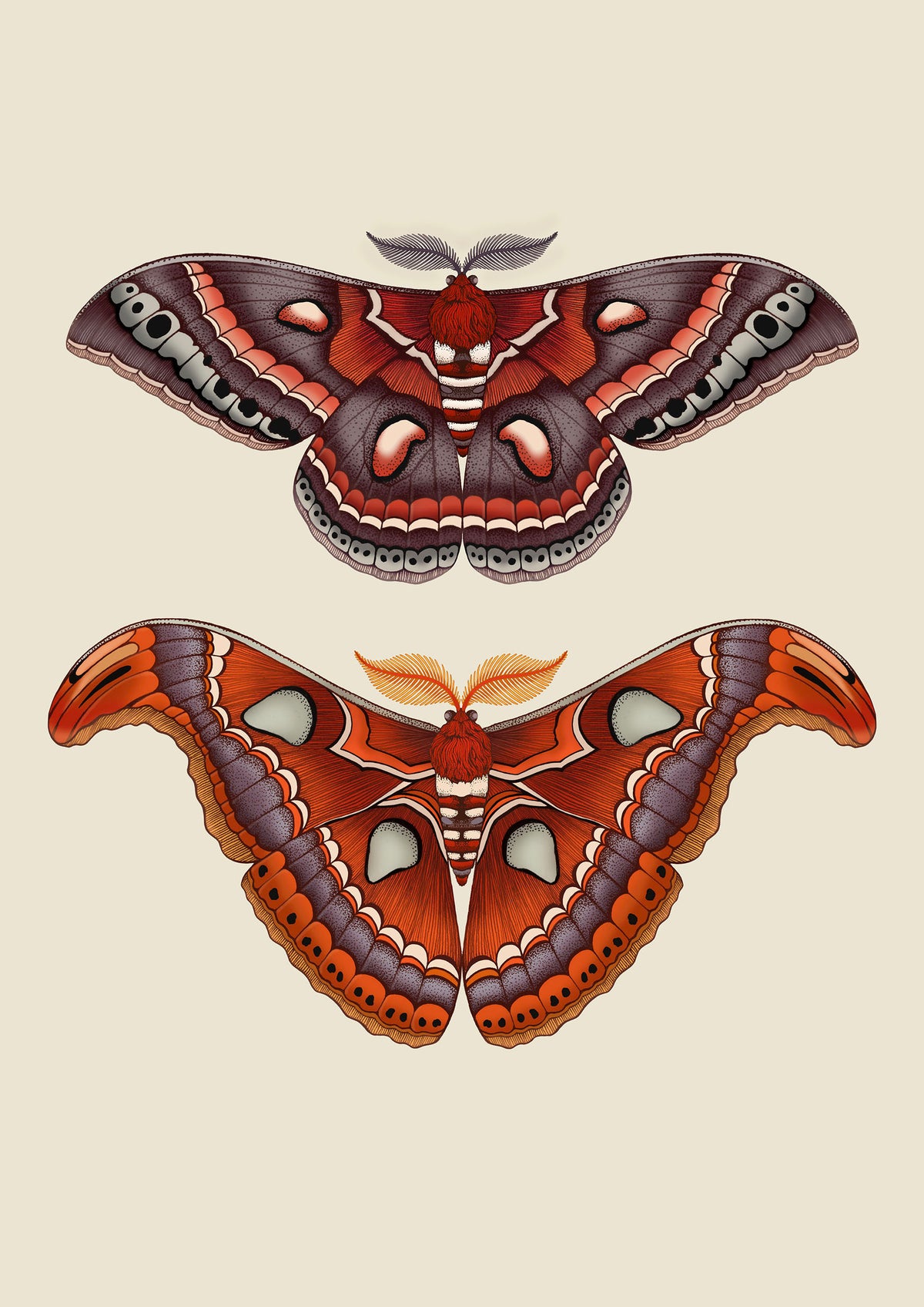 'Antique Atlas & Cecropia Moths' Fine Art Print