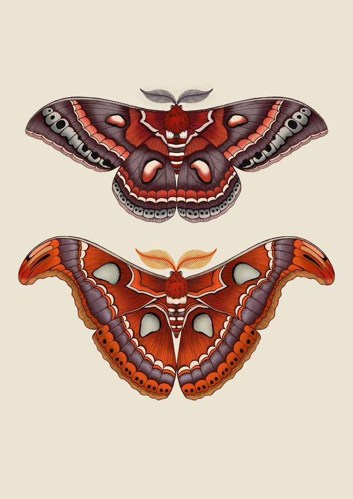 'Antique Atlas & Cecropia Moths' Fine Art Print
