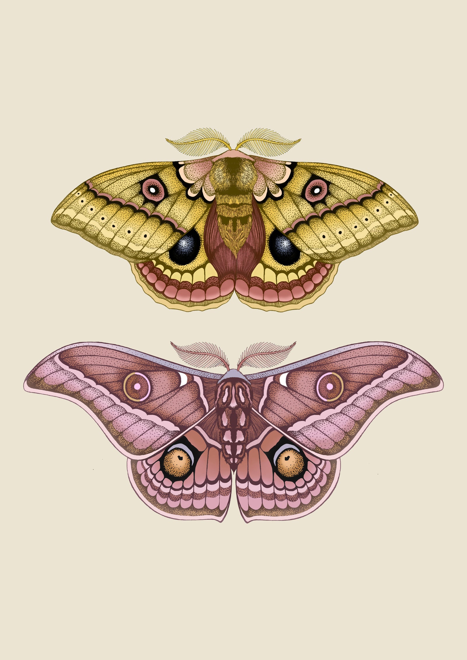 'Antique Io & Emperor Moths' Fine Art Print