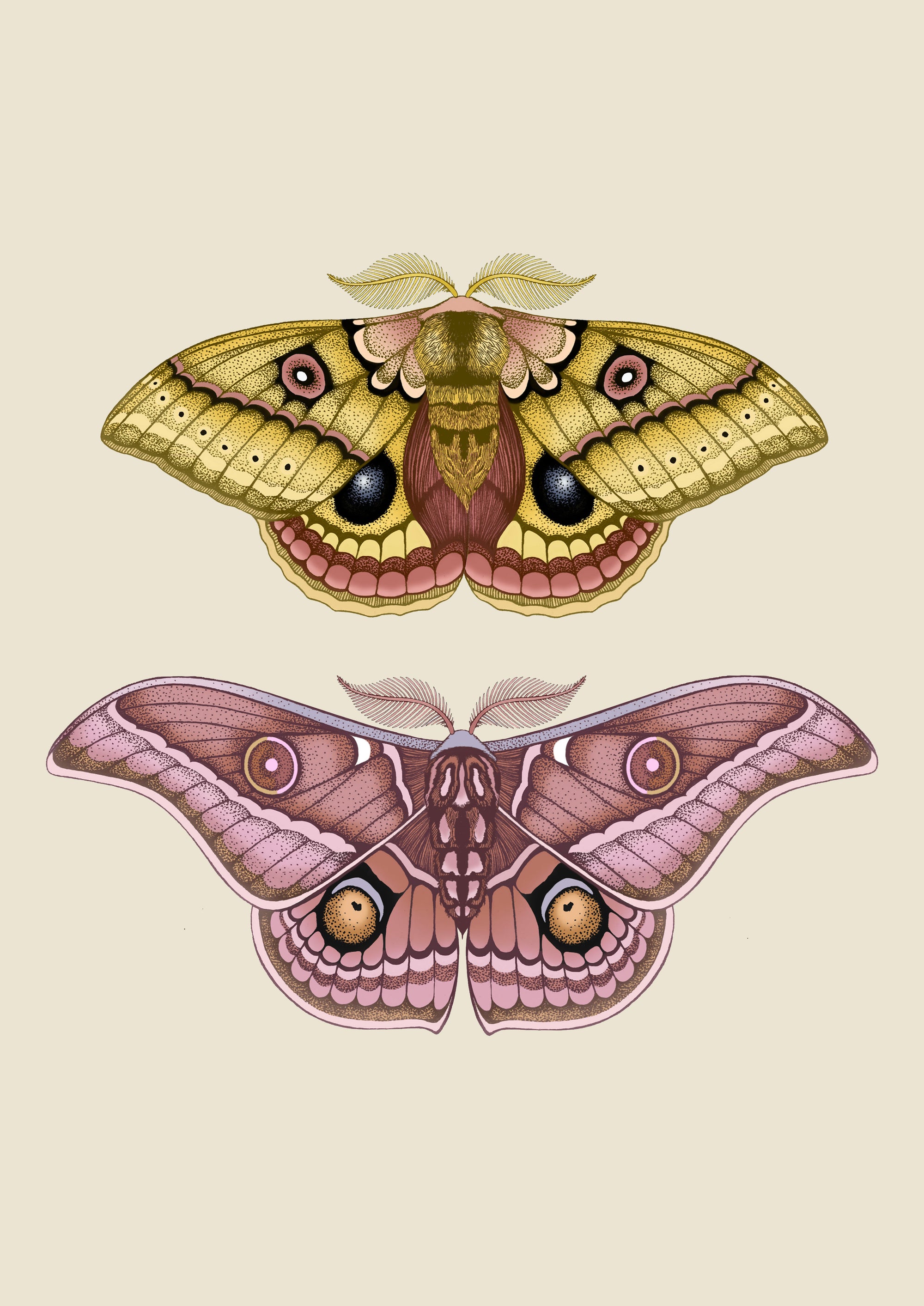 'Antique Io & Emperor Moths' Fine Art Print