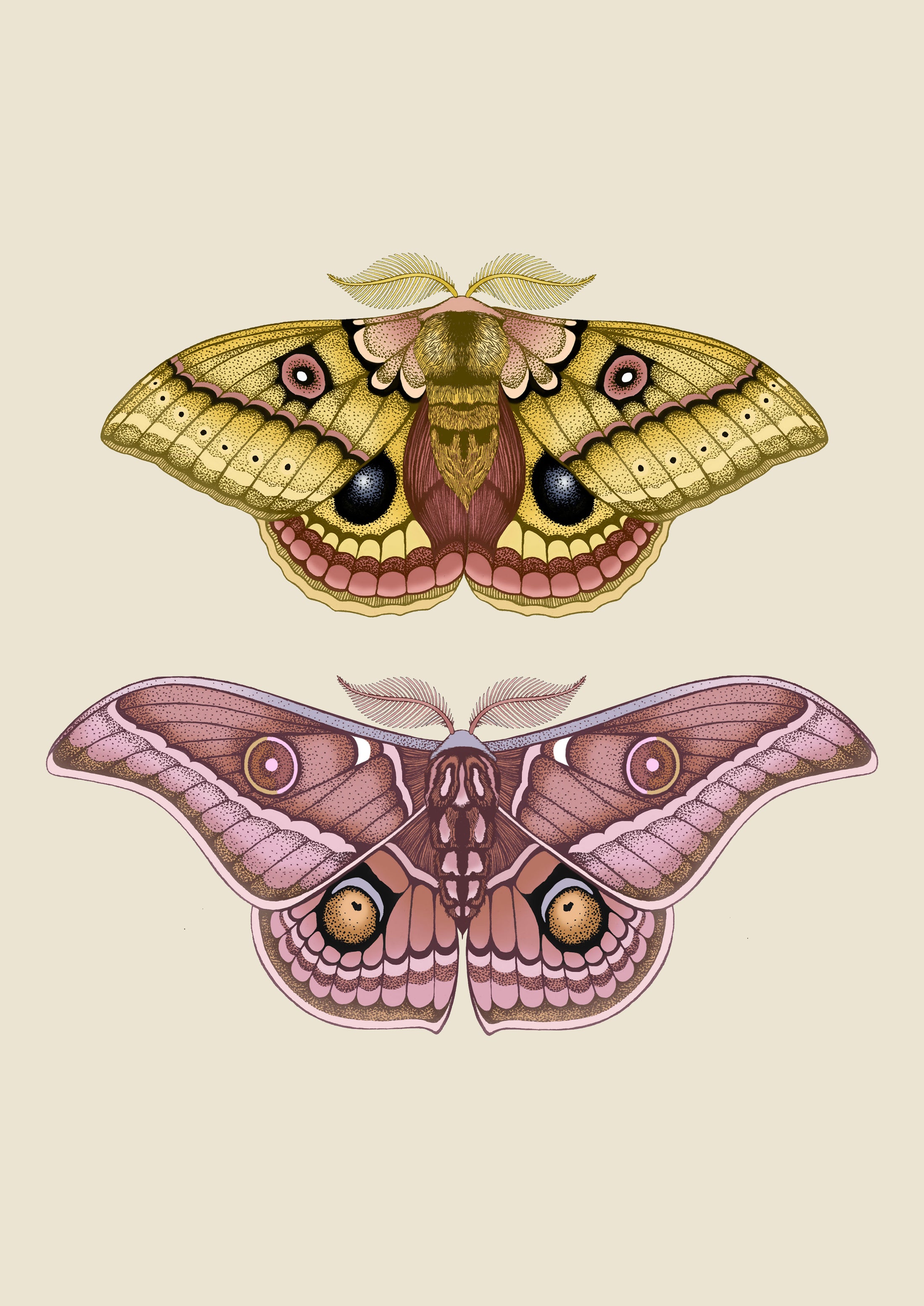 'Antique Io & Emperor Moths' Fine Art Print