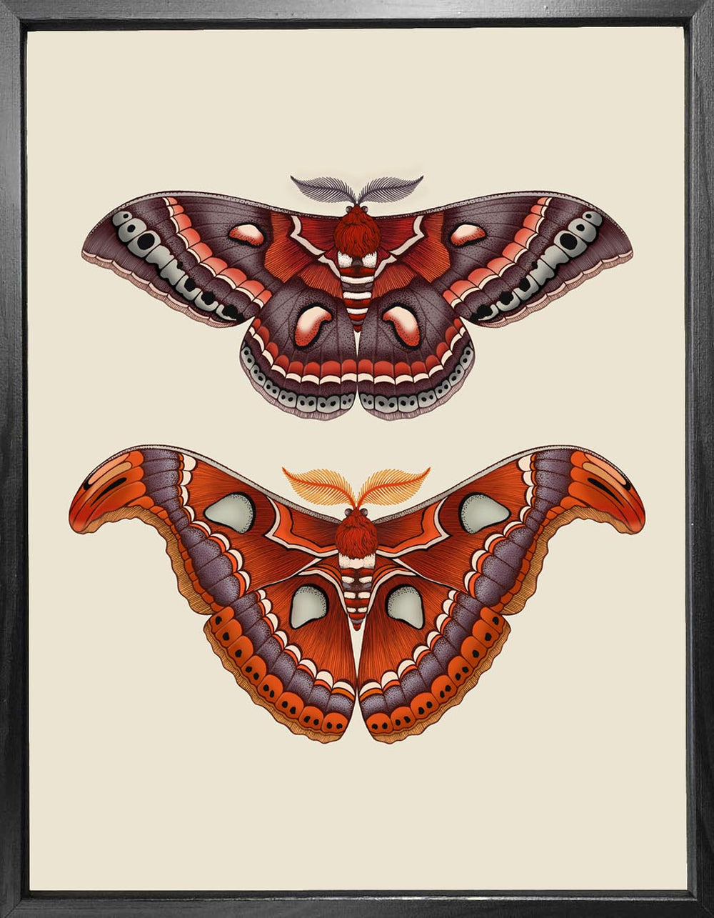 'Antique Atlas & Cecropia Moths' Fine Art Print