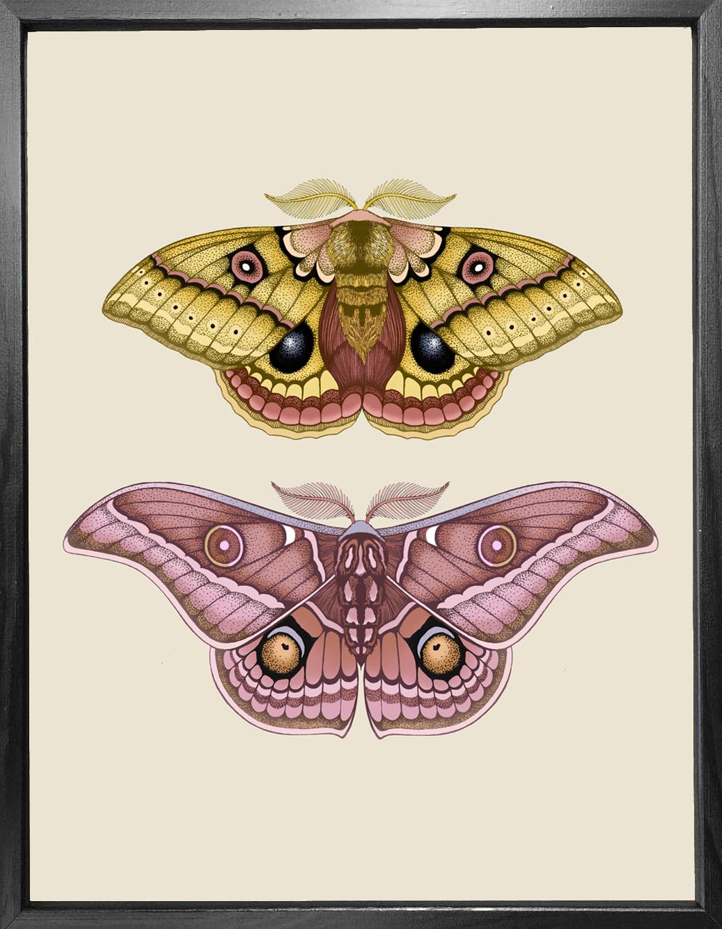 'Antique Io & Emperor Moths' Fine Art Print