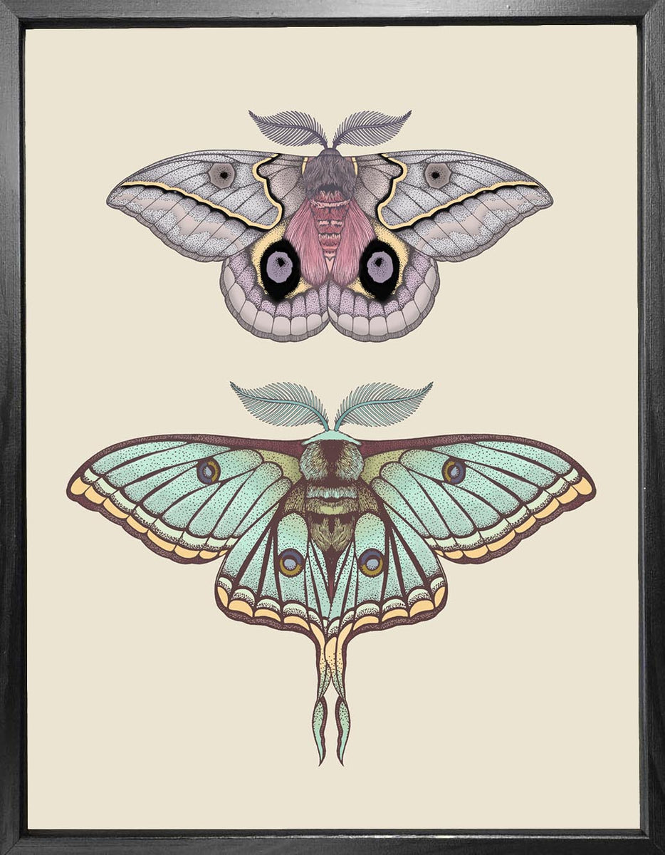 'Antique Luna & Automeris Frankae Moths' Fine Art Print – Emily Carter ...