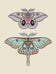 'Antique Luna & Automeris Frankae Moths' Fine Art Print