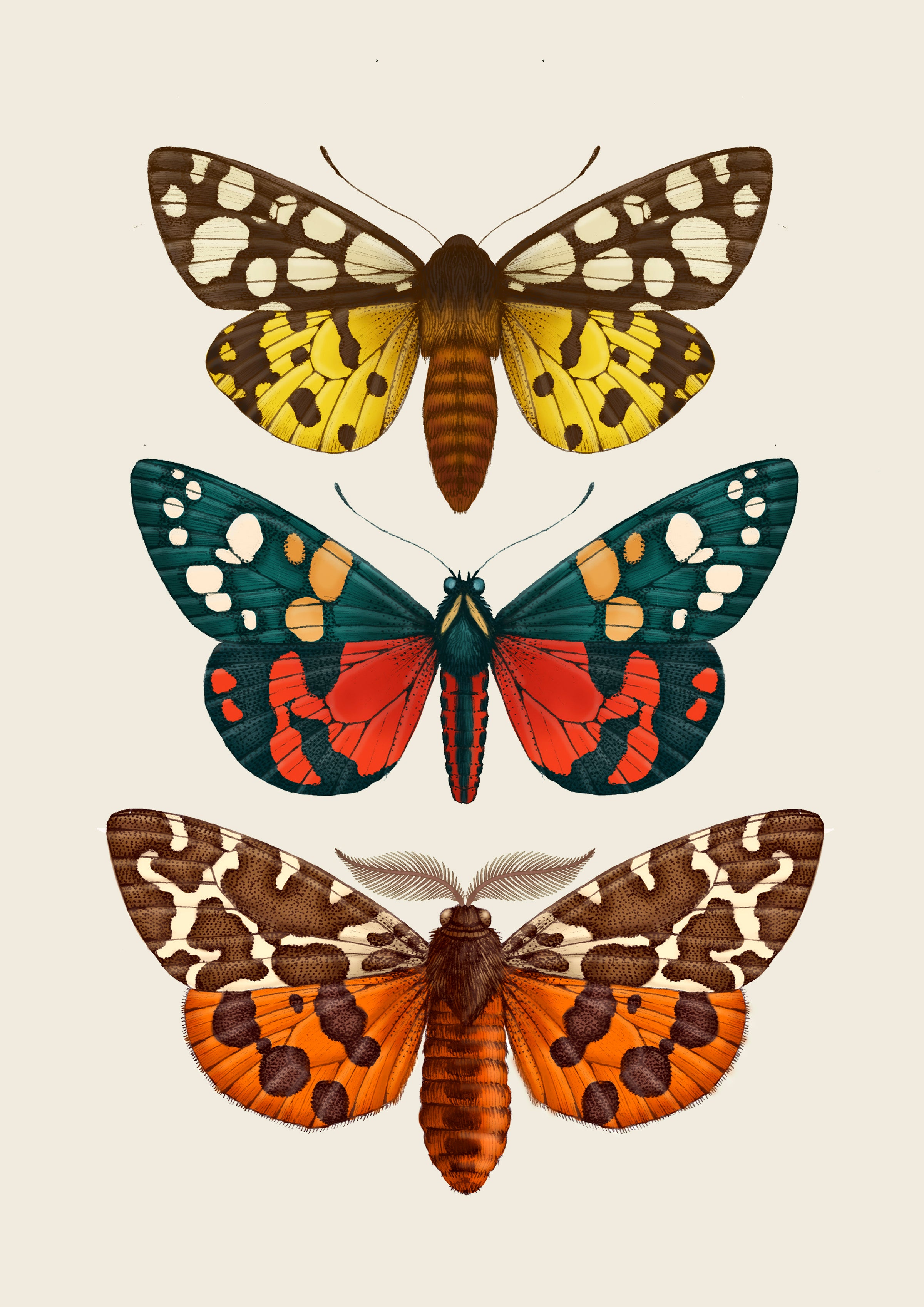 'Antique British Moths' Fine Art Print